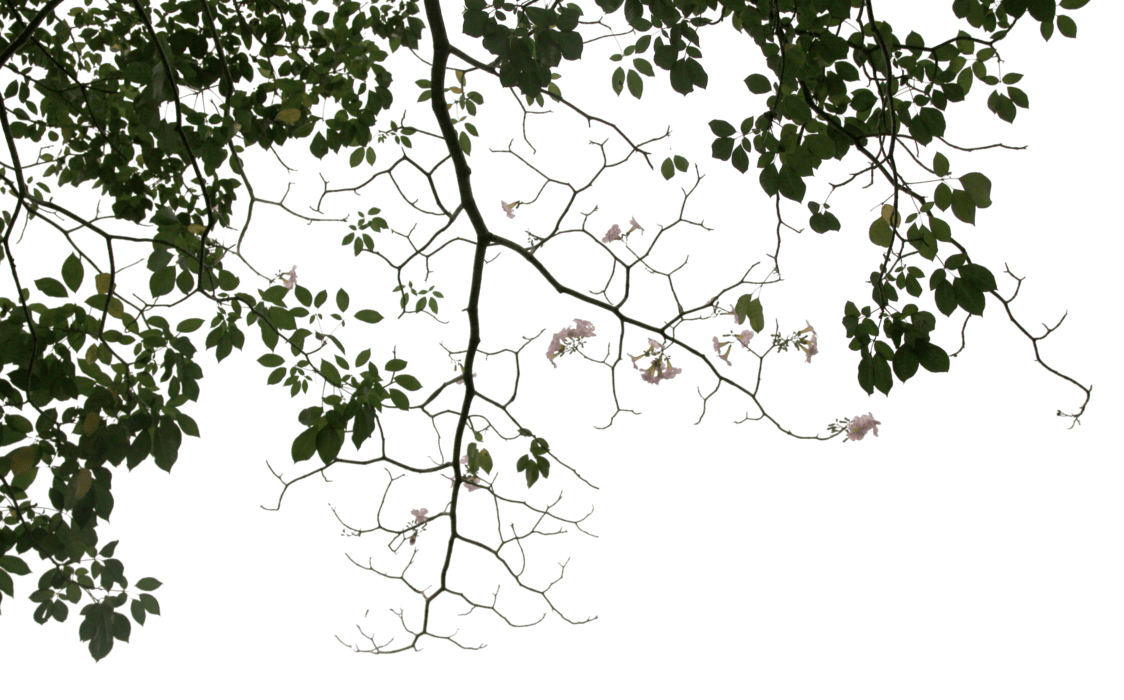 Transparent Tree PNGs for Free Download