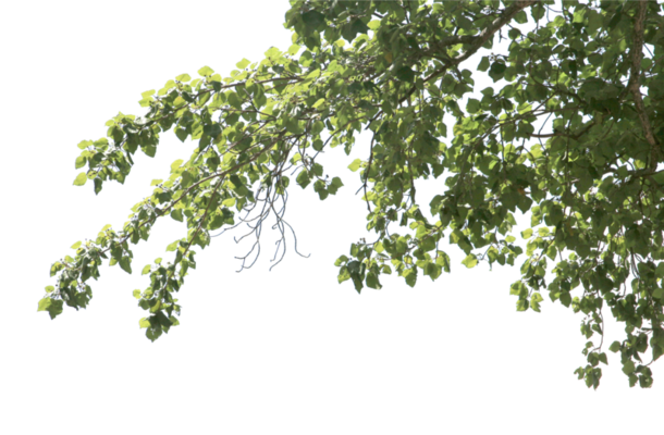 Hoja De Arbol Png Para Descargar Gratis