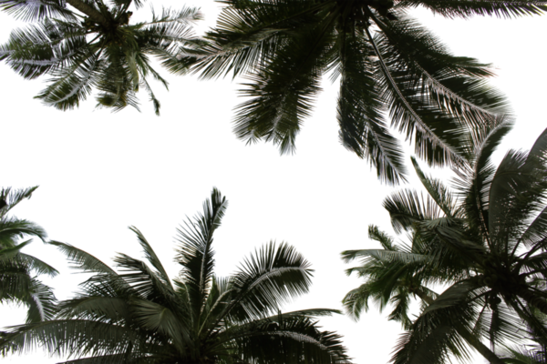 Coconut Palm Tree Pngs For Free Download