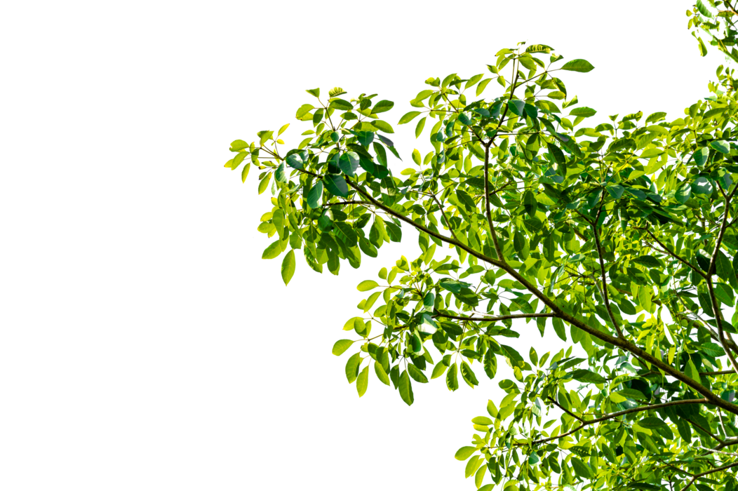 Tree Branches PNGs for Free Download