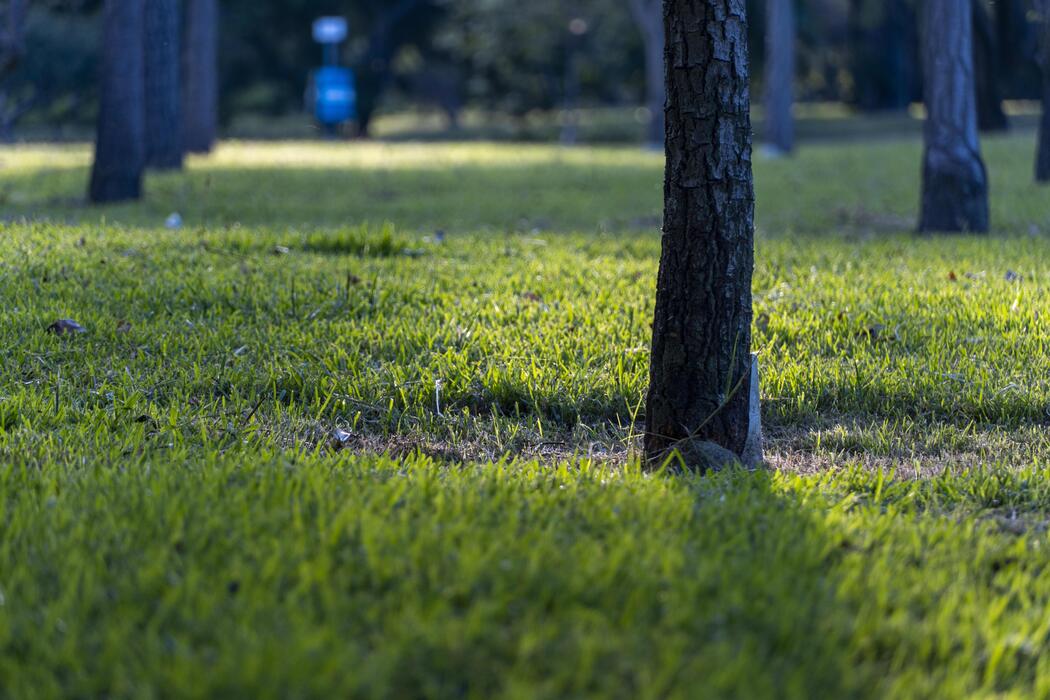 Grass And Trees Background Stock Photos, Images and Backgrounds for ...