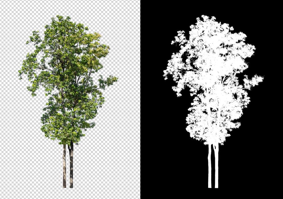Tree Transparent Stock Photos, Images and Backgrounds for Free Download