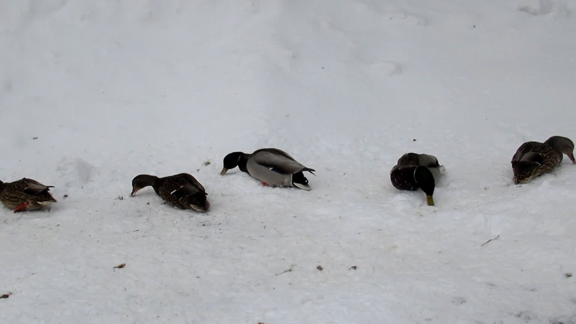 Ducks Eating Grains In Snow 15280562 Stock Video At Vecteezy