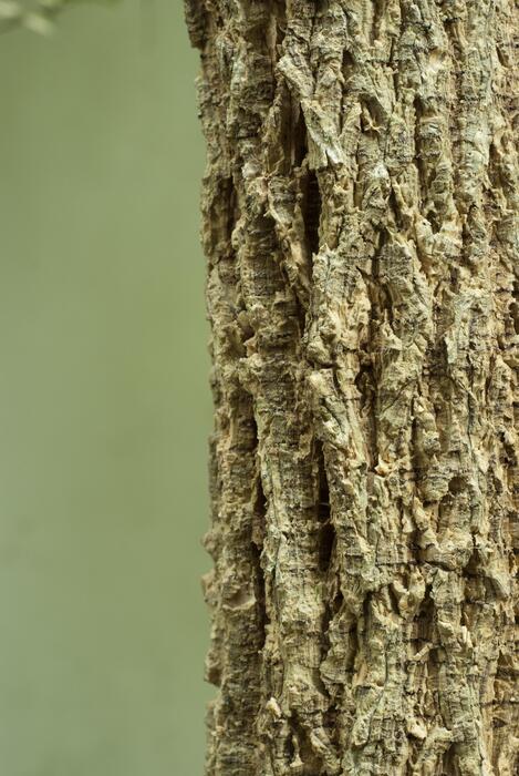 Tree Trunk Texture Stock Photos, Images and Backgrounds for Free Download