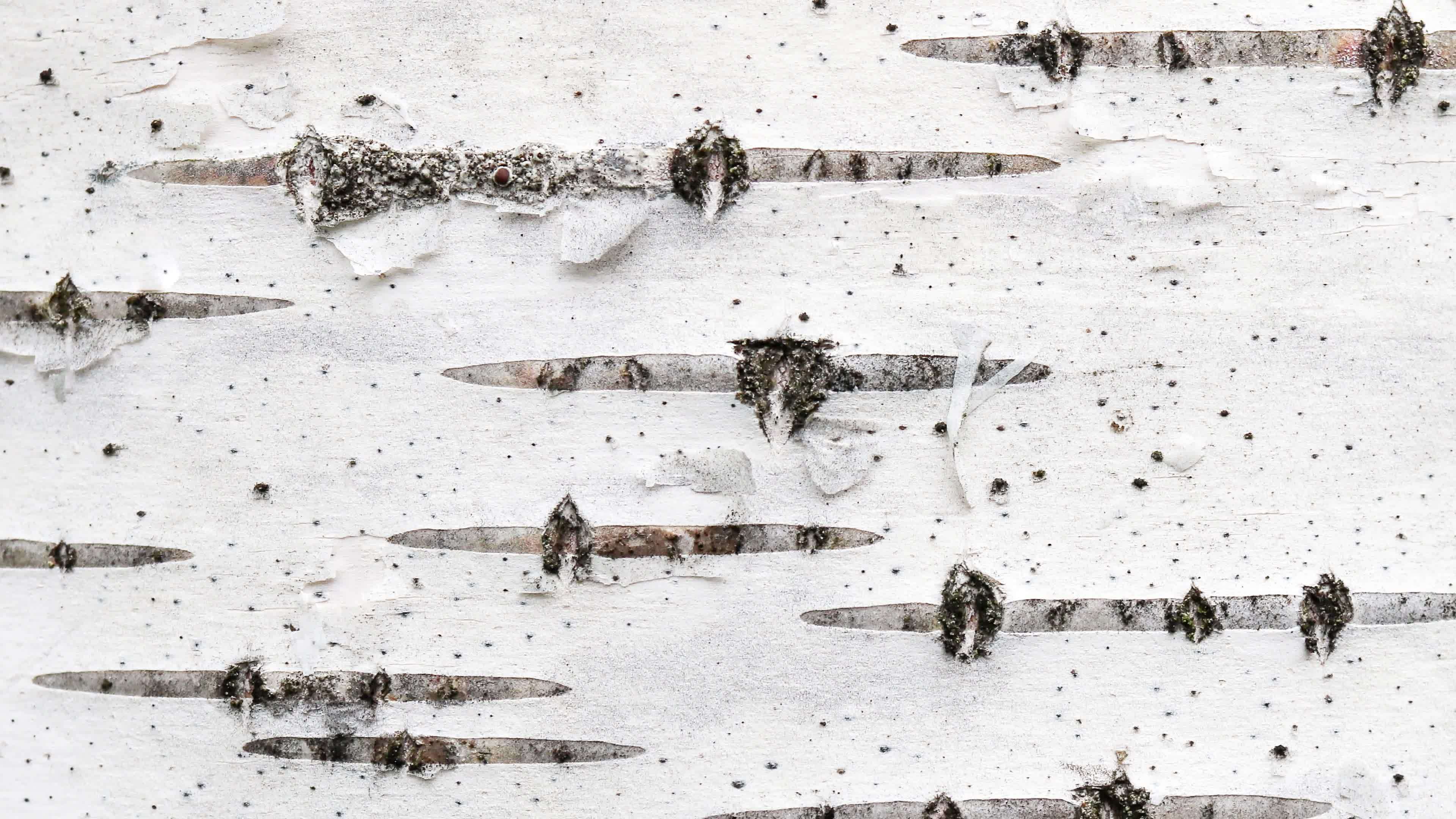 Birch tree bark texture seamless loop. White trunk tree with lines ... Birch tree bark texture seamless loop. White trunk tree with lines ...