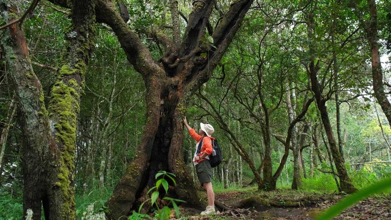 Female ecologist studying plants in the forest touching the trunk with hands. Female ...