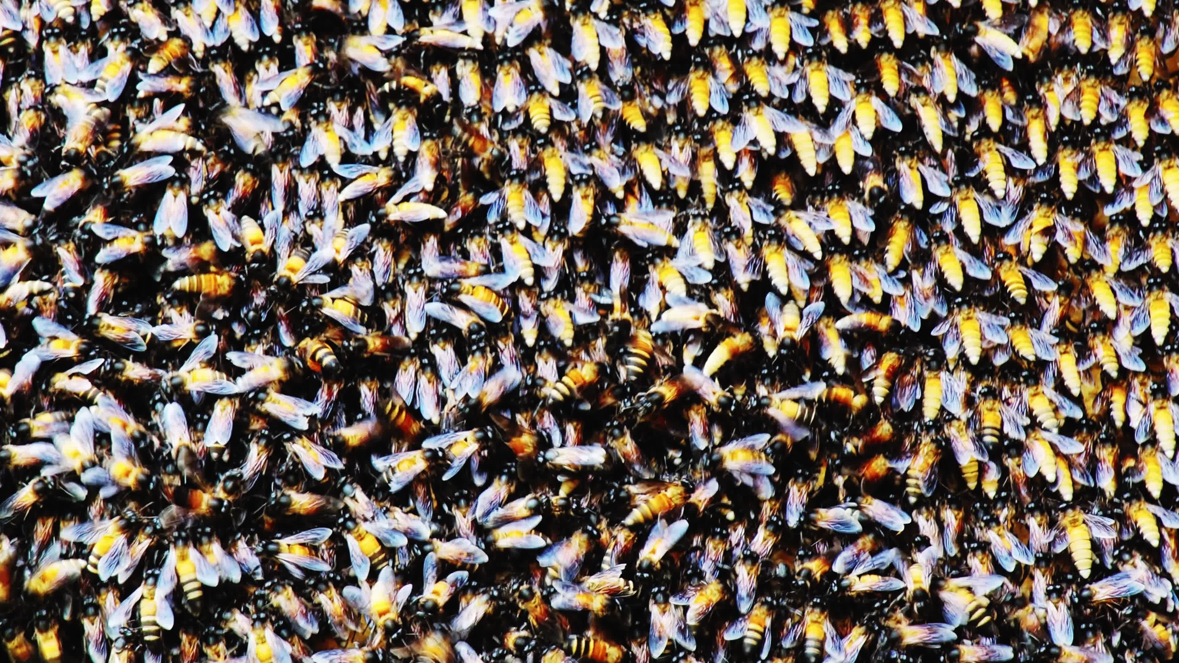 Swarm Insect