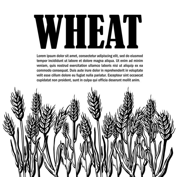 Wheat Poster Vector Art, Icons, and Graphics for Free Download