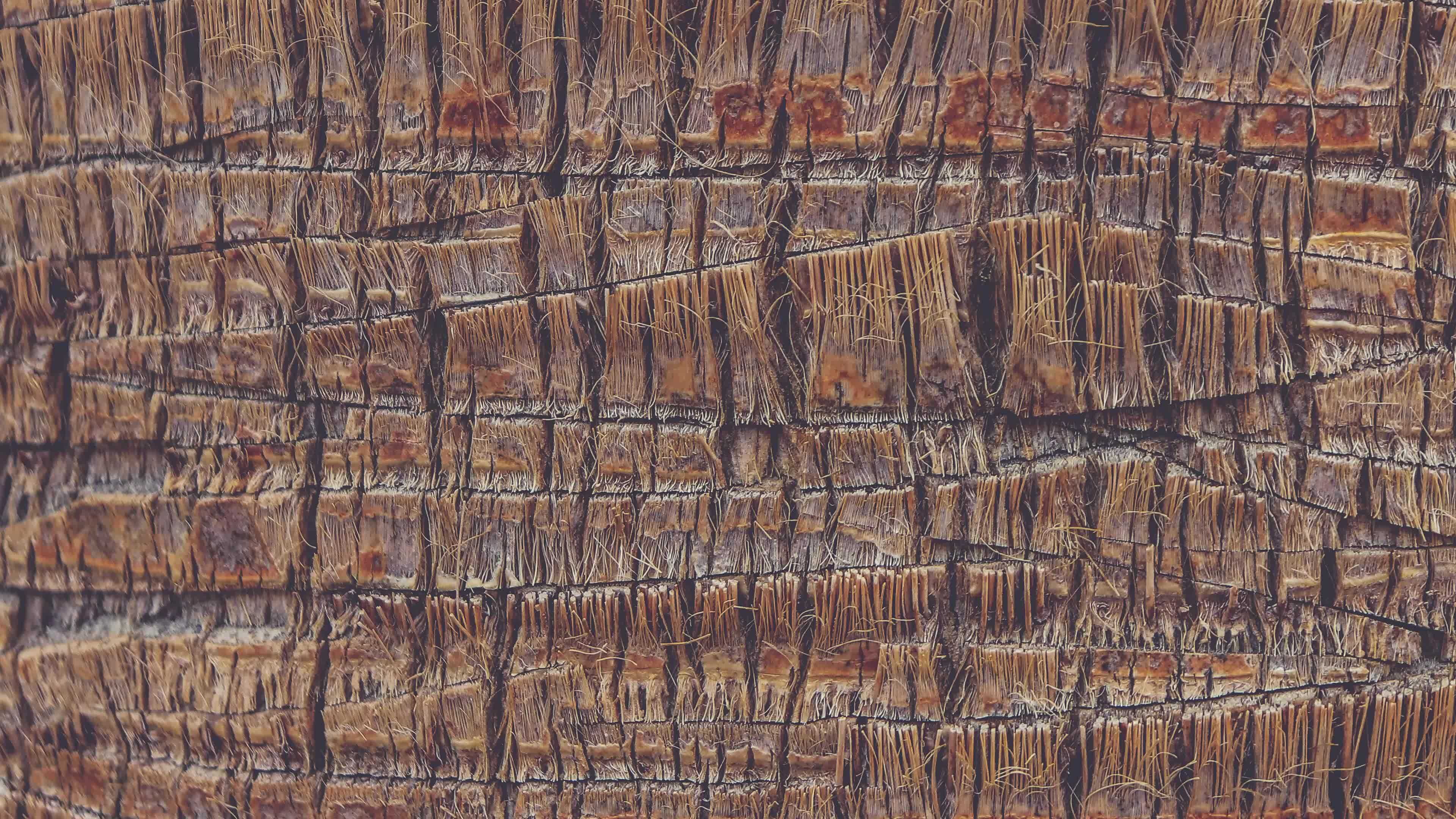 Exotic Wood Backdrop Seamless Loop Palm Bark Pattern Texture Tropical Tree Trunk Background