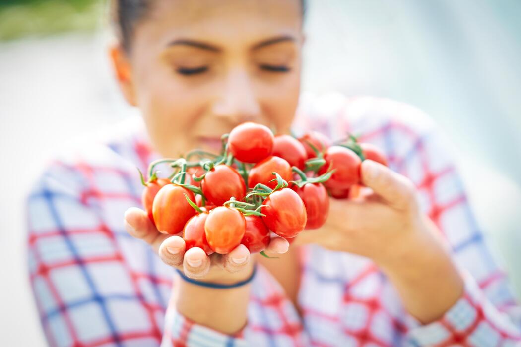 Tomato Greenhouse Stock Photos, Images and Backgrounds for Free Download