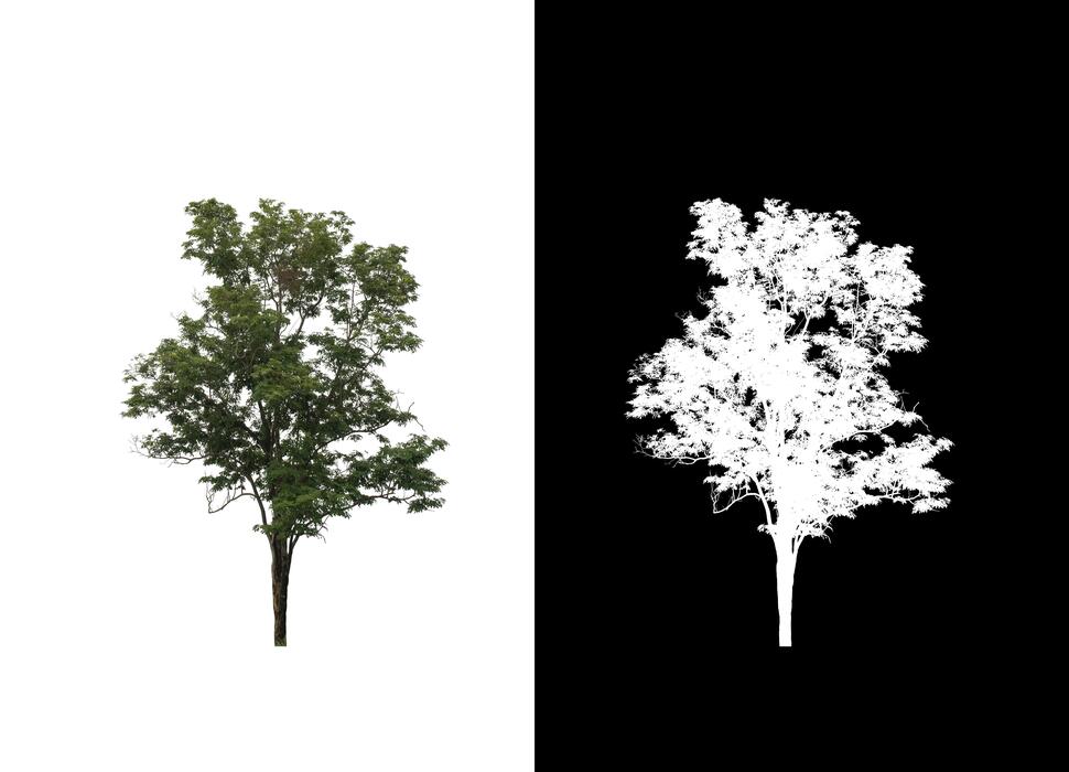 Tree Alpha Stock Photos, Images and Backgrounds for Free Download
