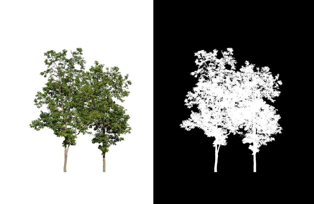 Tree Alpha Stock Photos, Images and Backgrounds for Free Download