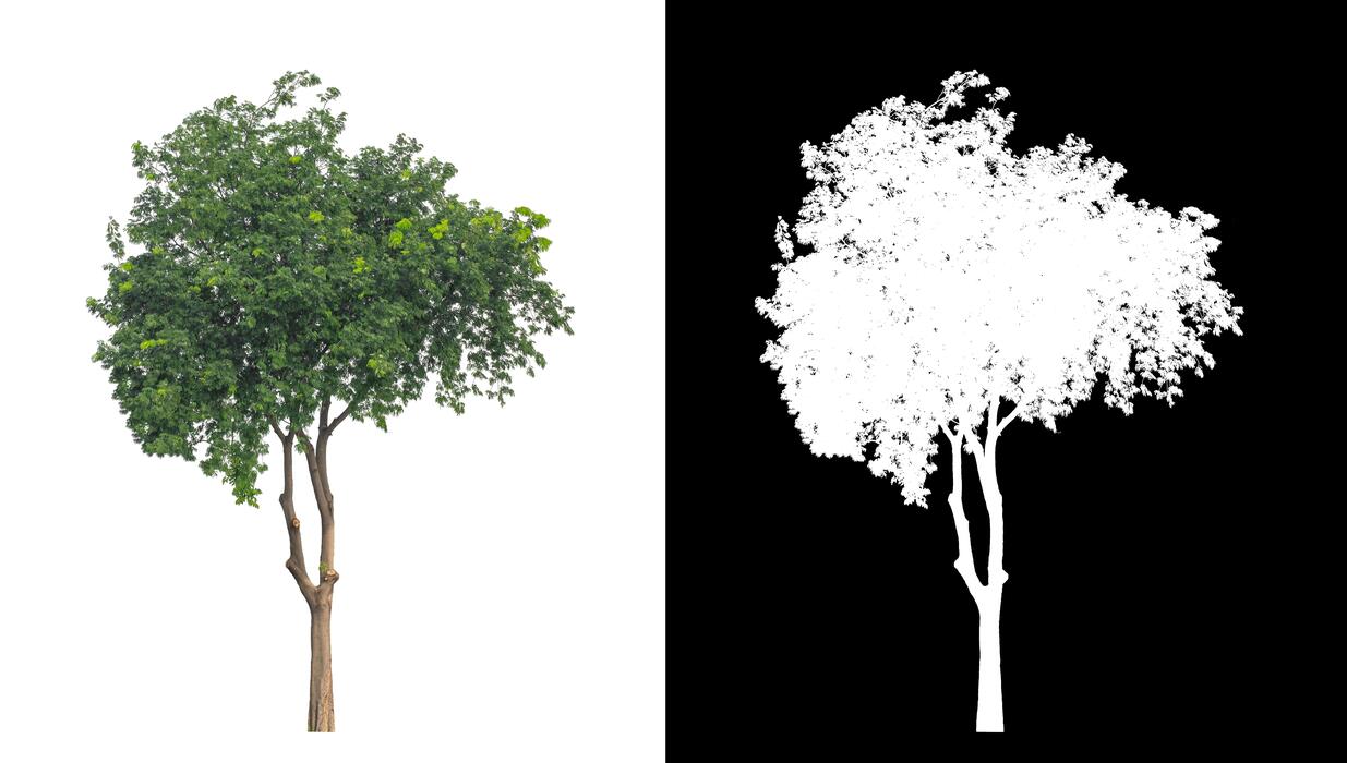 Tree Alpha Stock Photos, Images and Backgrounds for Free Download