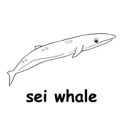 Whale Line Vector Art, Icons, and Graphics for Free Download