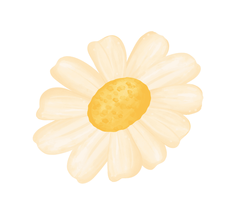 Daisy PNGs for Free Download