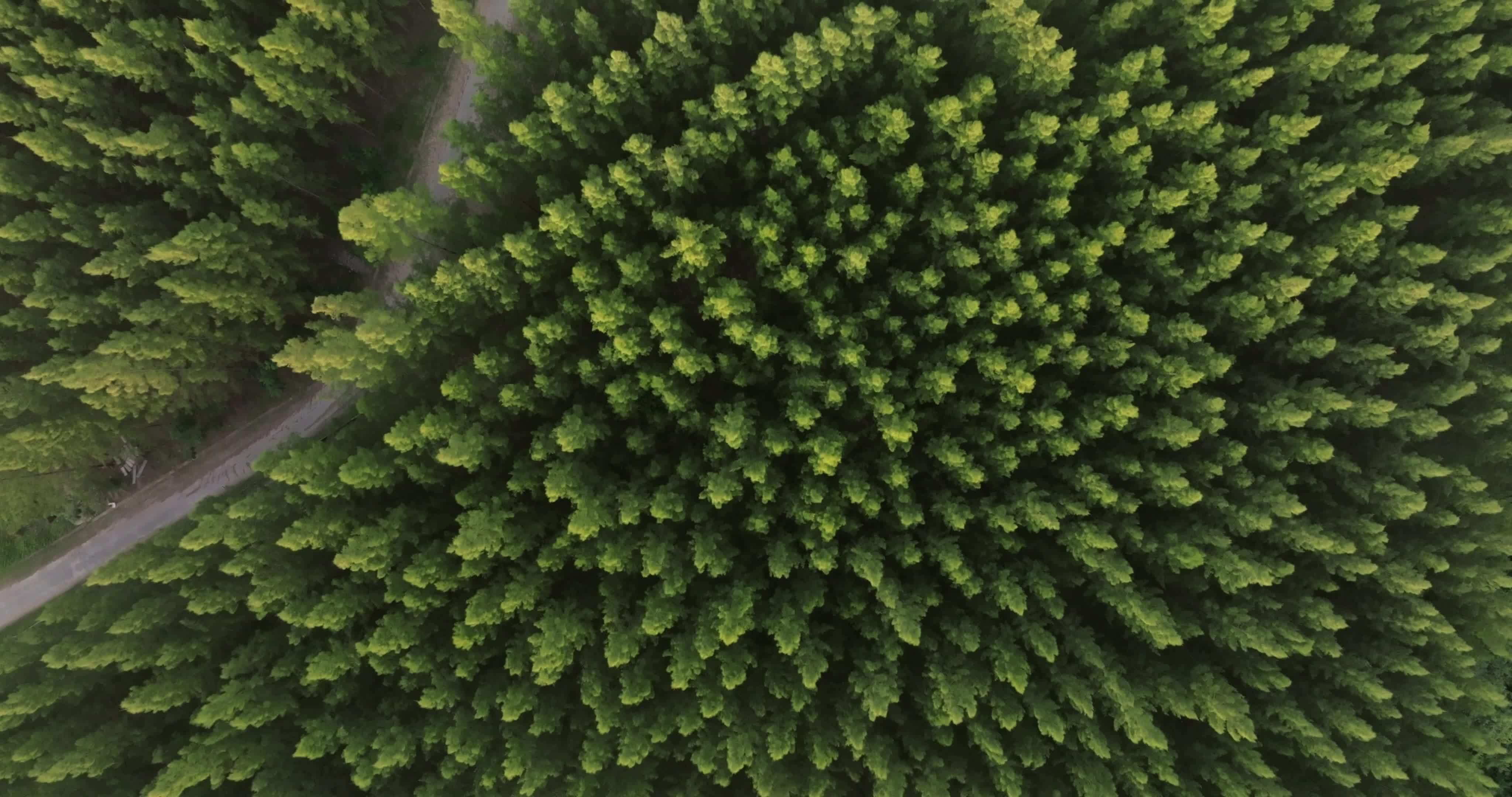 une vue aérienne de dessus de la route dans la forêt de pins avec une ... une vue aérienne de dessus de la route dans la forêt de pins avec une ...