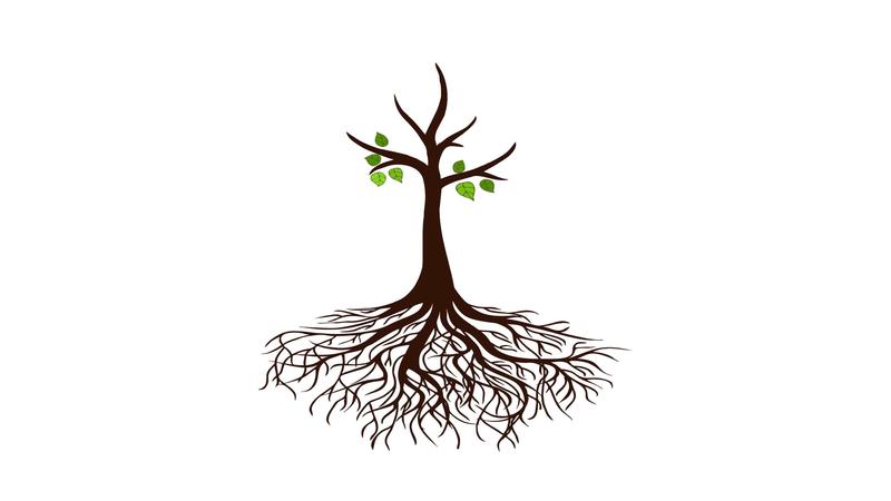 4K Tree growing animation, animated tree growth on white background ...