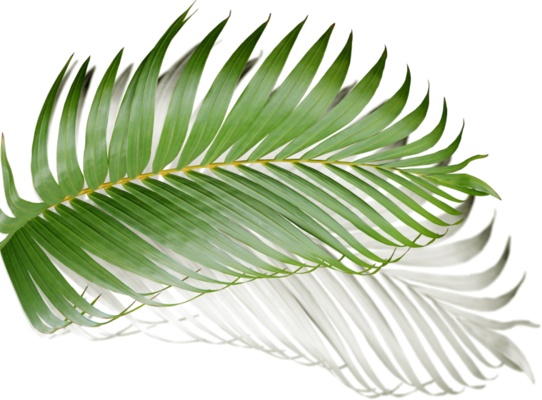 Palm Leaves Png Pngs For Free Download