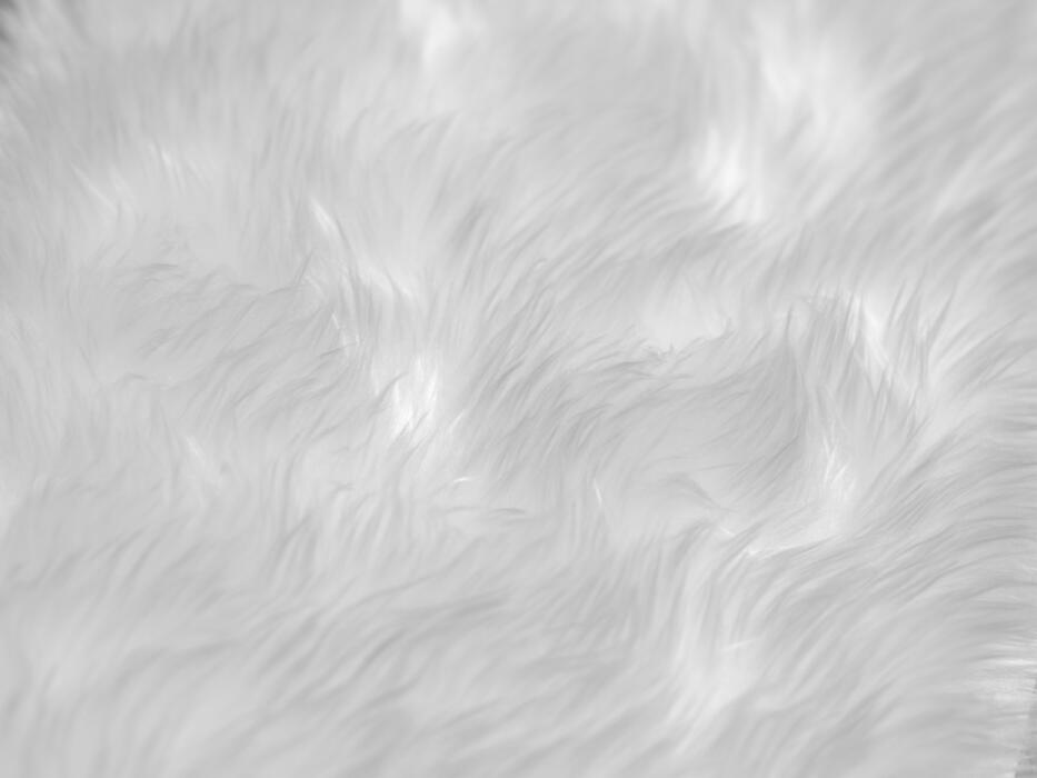 White Fur Background Stock Photos, Images and Backgrounds for Free Download