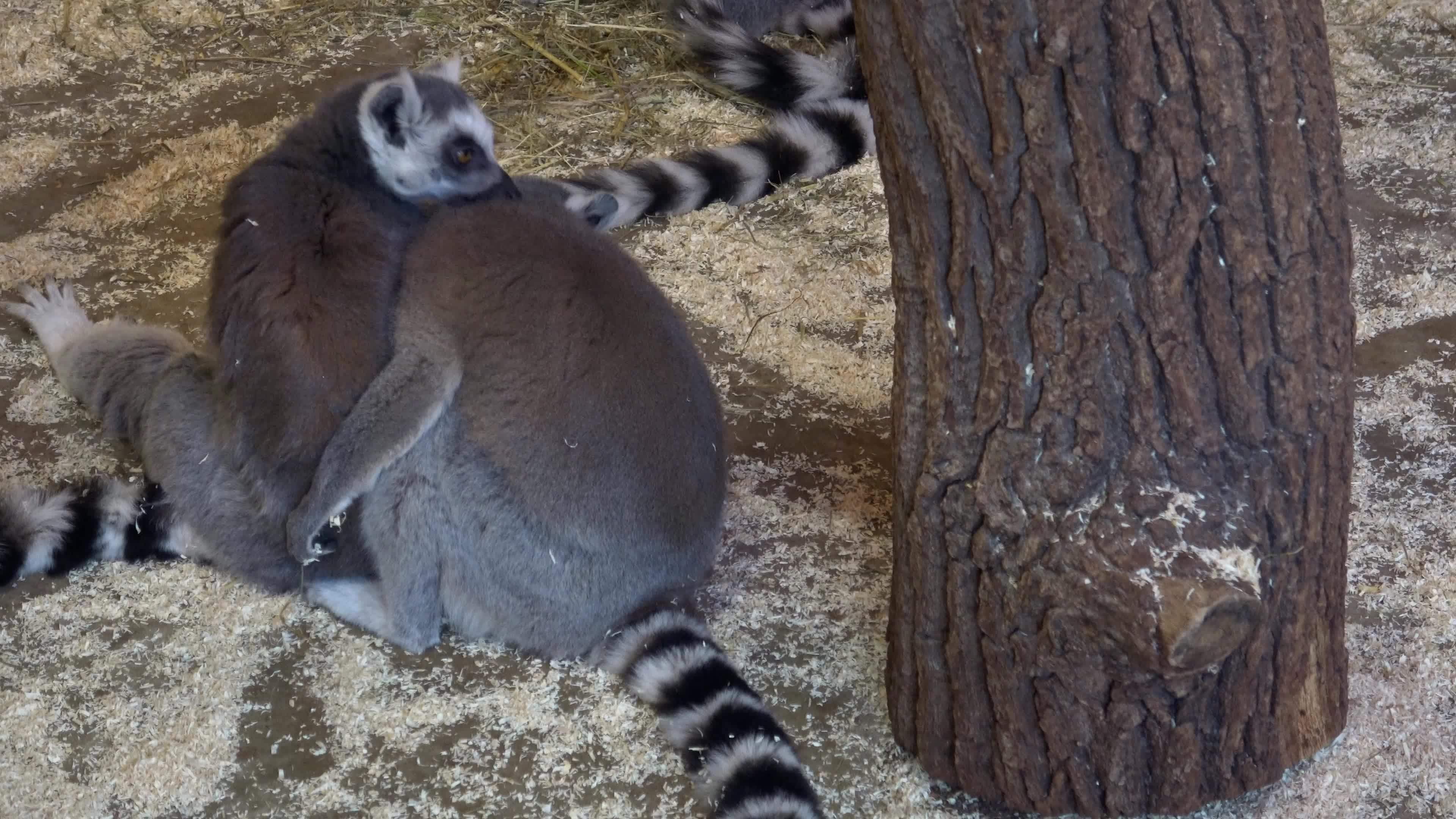 Two ring tailed lemurs Lemur catta 16407325 Stock Video at Vecteezy