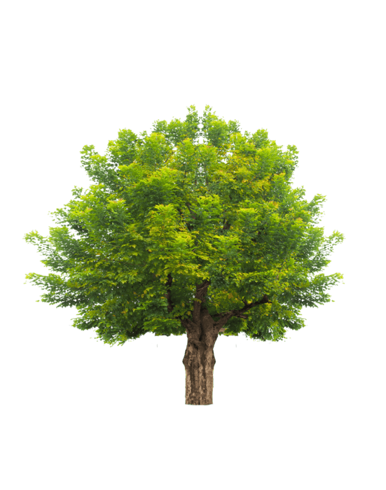 Tree Transparent Background PNGs for Free Download