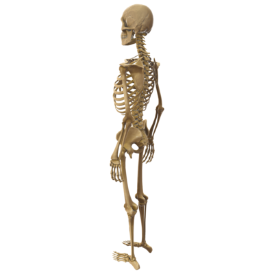 Human Body PNG Free Images with Transparent Background - (2,099 Free ...