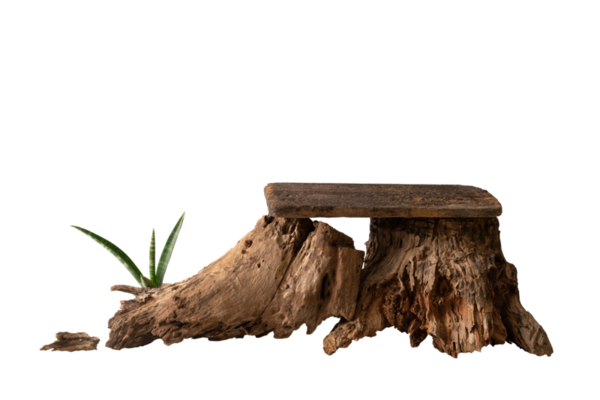 Tree With Roots Pngs For Free Download