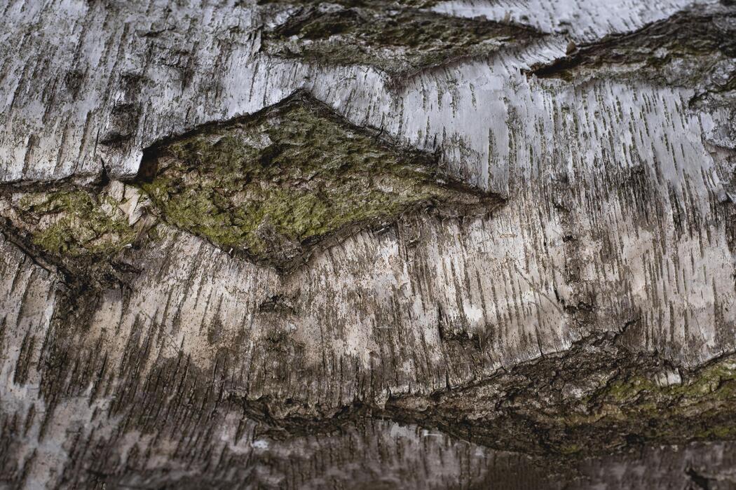 Tree Trunk Pattern Stock Photos, Images and Backgrounds for Free Download