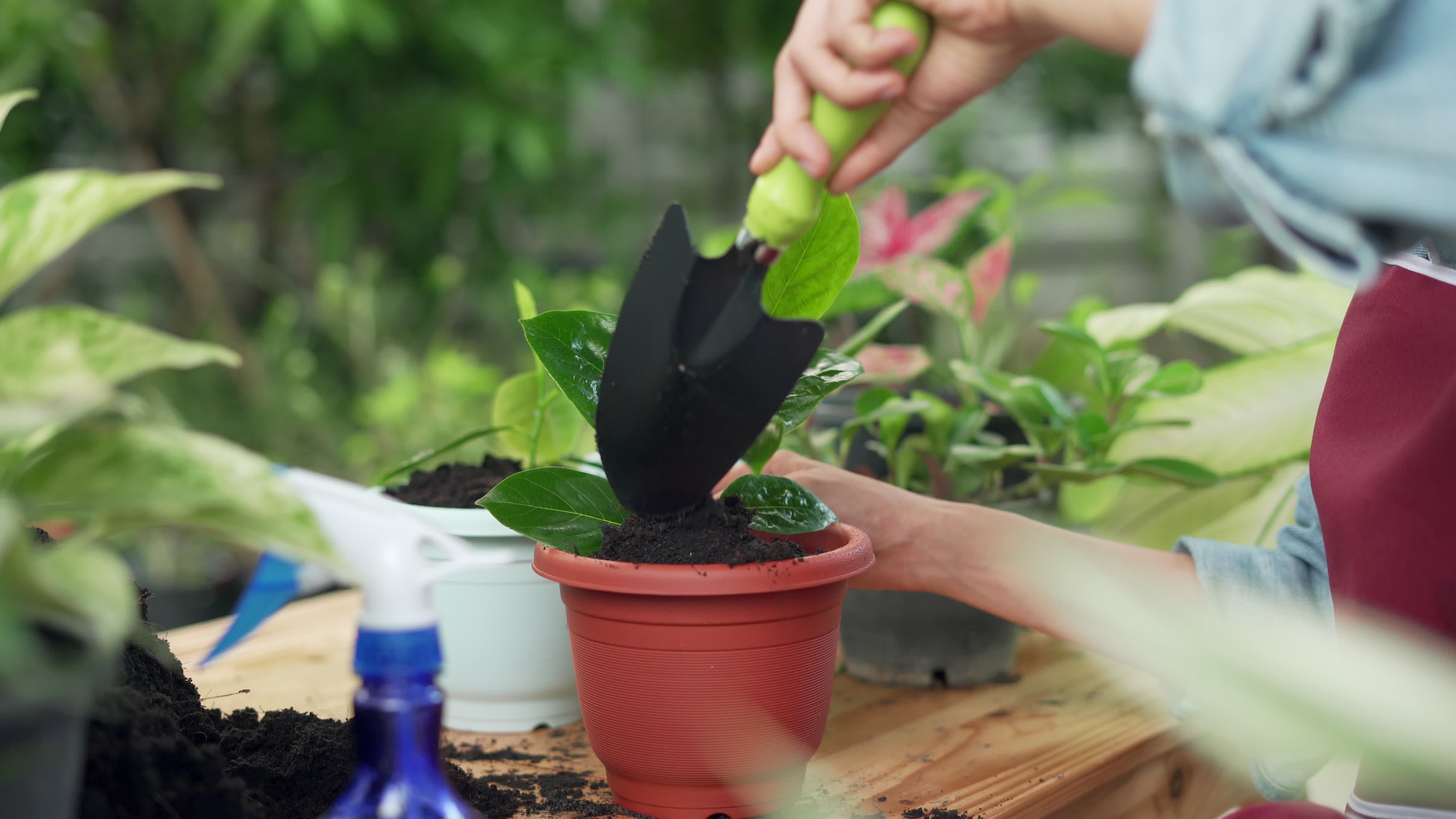 mujer poniendo tierra para cubrir las raíces de las plantas en macetas ...