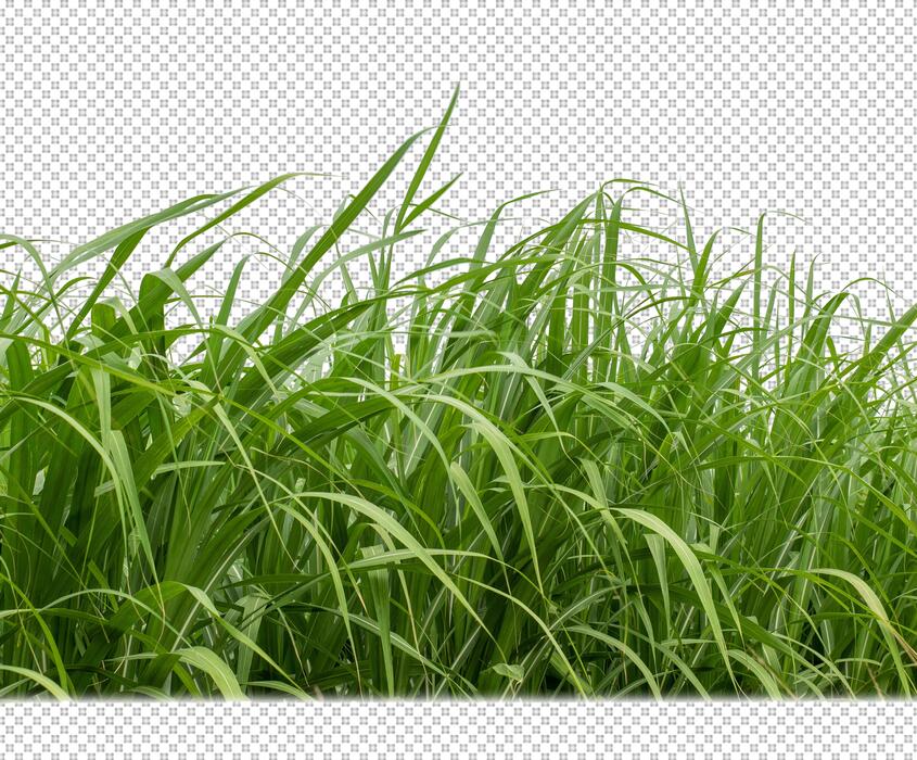 Grass Transparent Background Stock Photos, Images and Backgrounds for ...