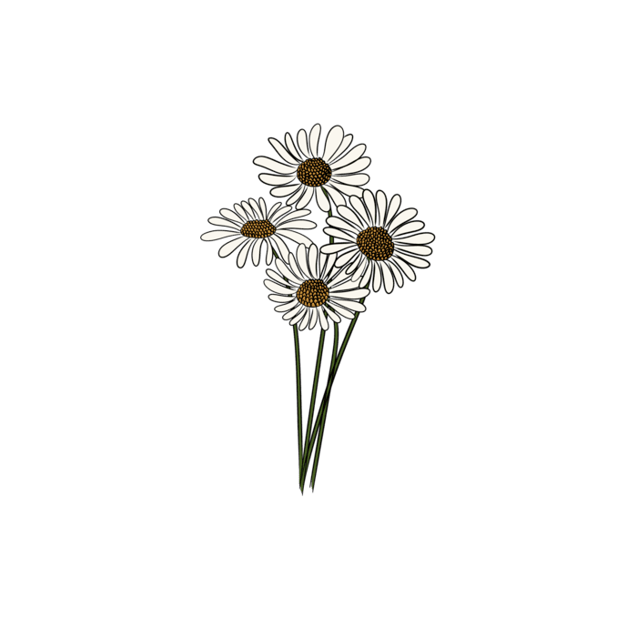 Daisy PNGs for Free Download