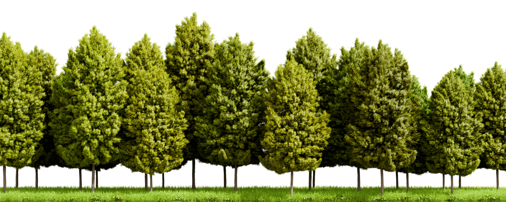 Row Of Trees PNGs for Free Download