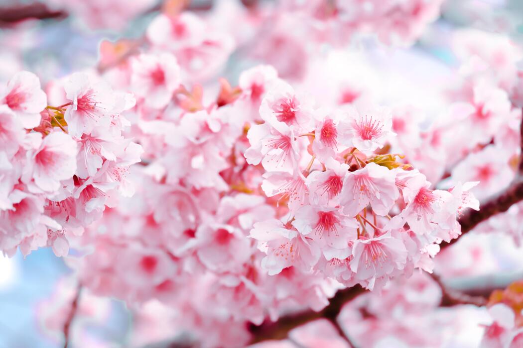 Spring Flower Background Stock Photos, Images and Backgrounds for Free ...