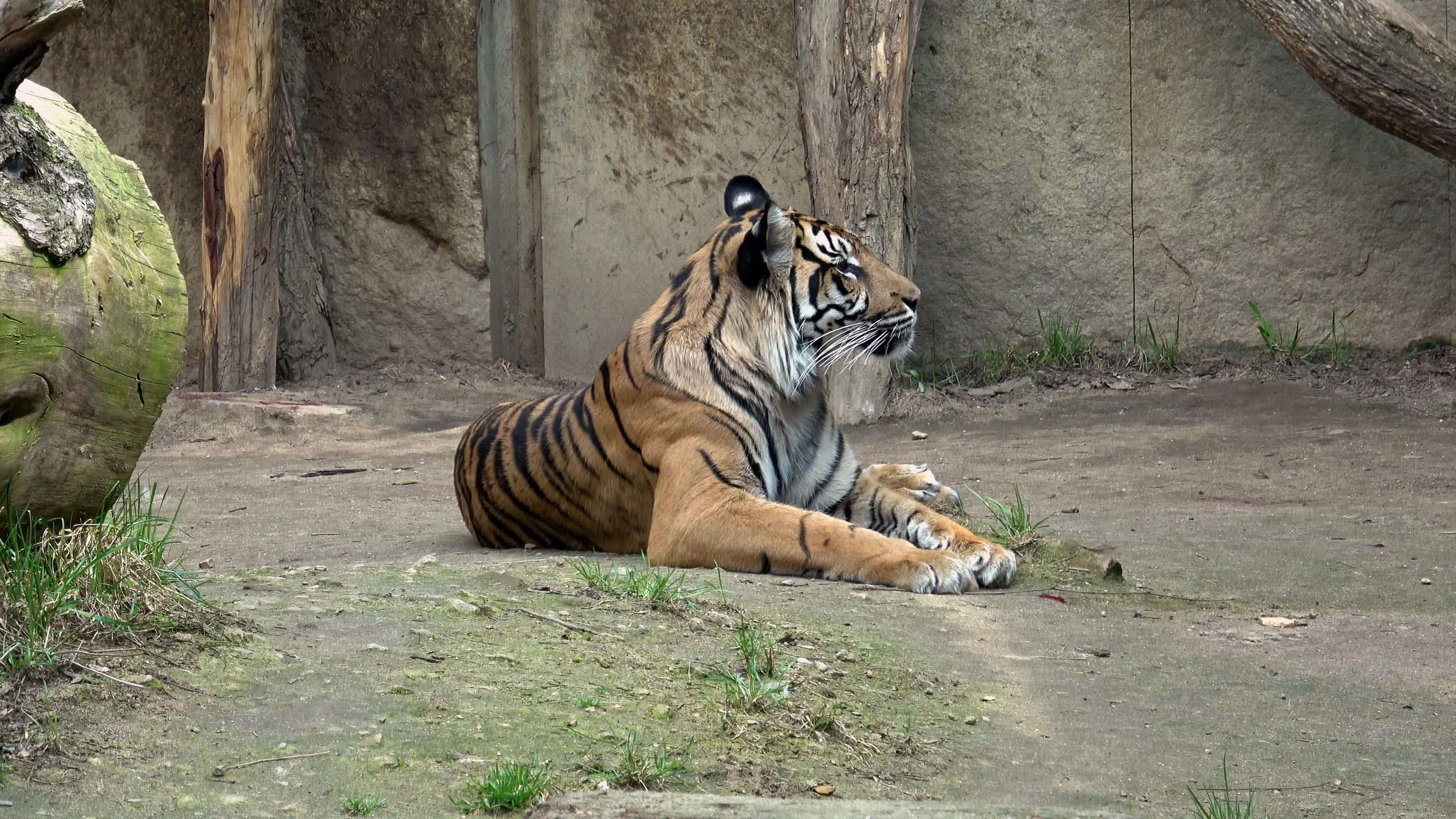 Sumatran tiger Panthera tigris sondaica resting 17094642 Stock Video at Vecteezy
