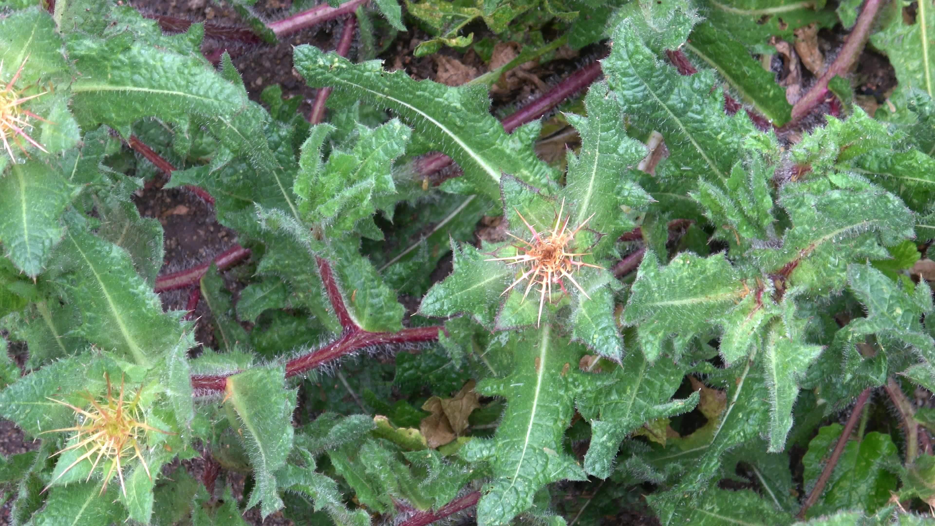 Fresh St. Benedict's thistle plant close up Centaurea benedicta 17096554 Stock Video at Vecteezy