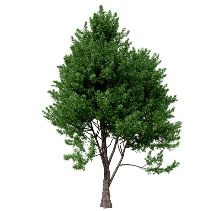 Transparent Tree PNGs for Free Download