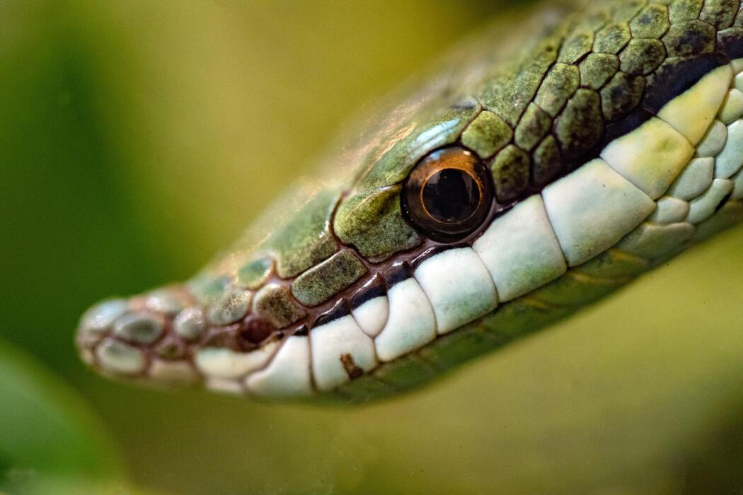 Snake Face Stock Photos, Images and Backgrounds for Free Download