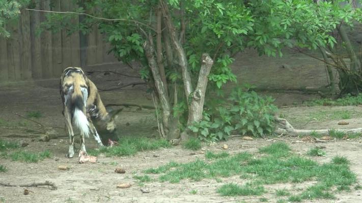 Python Stock Video Footage for Free Download