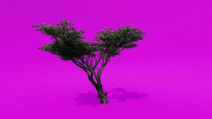 Tree Animation Stock Video Footage for Free Download