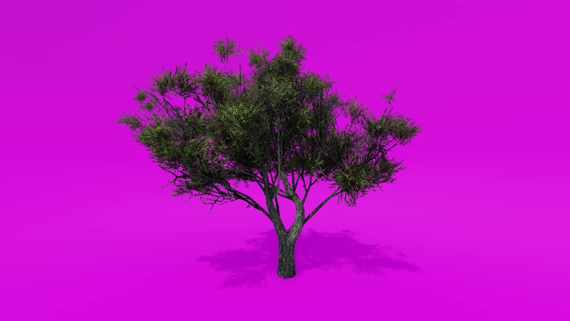 Tree Animation African Olive Olea Europaea Subsp Cuspidata B Pink Green Screen Chroma Key