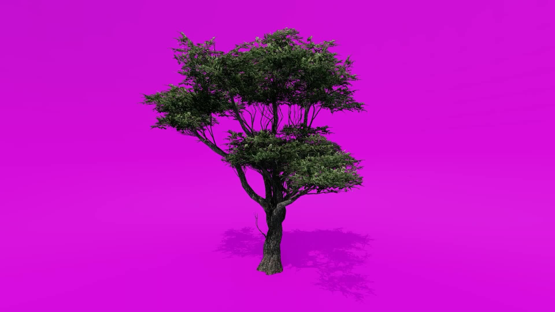 Tree Animation Acacia A Pink Blue Green Screen Chroma Key 17368970