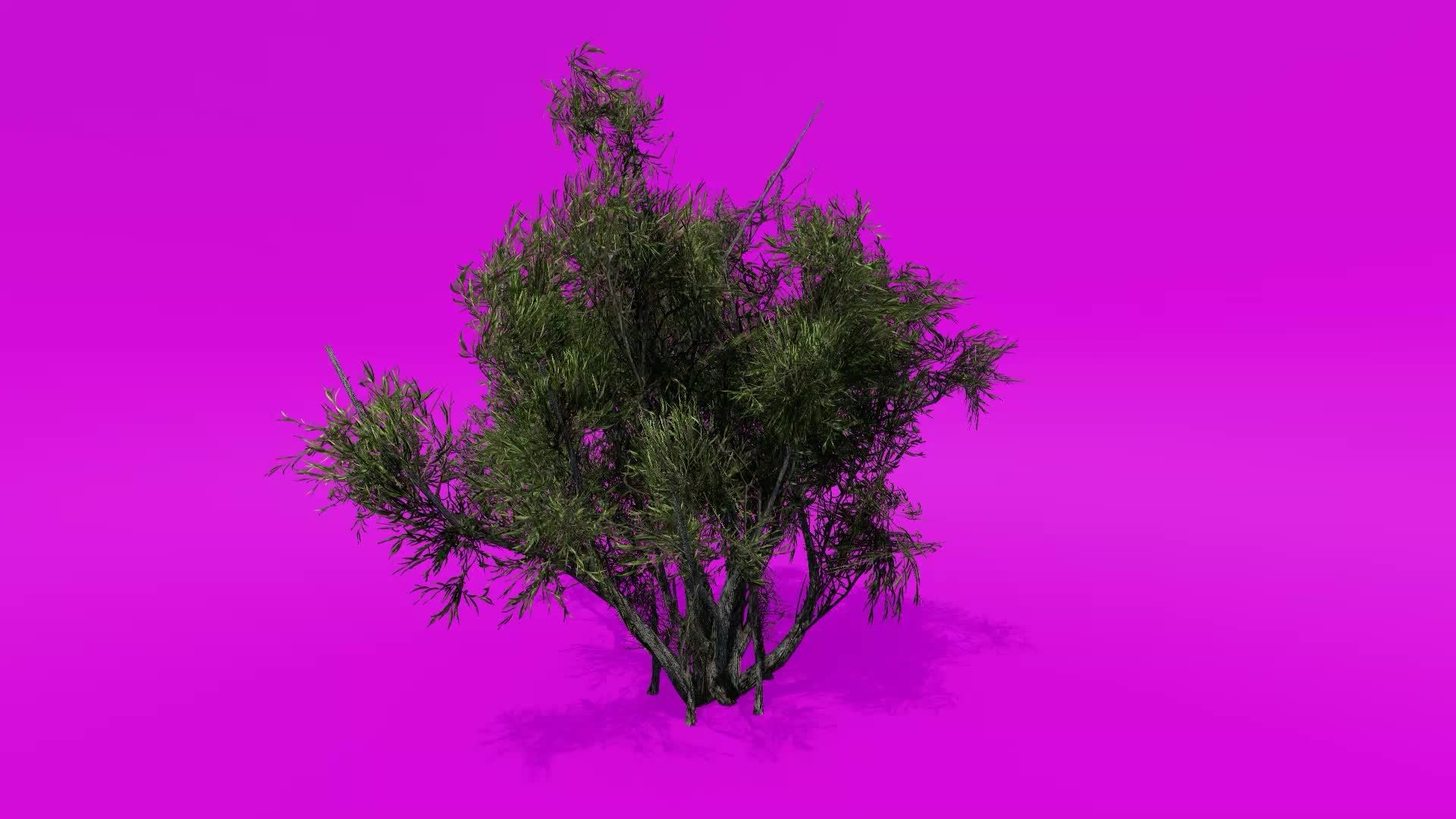 Tree Animation African Olive Olea Europaea Subsp Cuspidata F Pink Green Screen Chroma Key