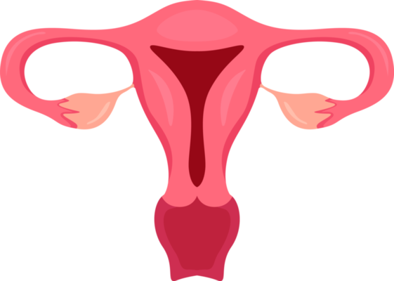 Uterus Pngs For Free Download