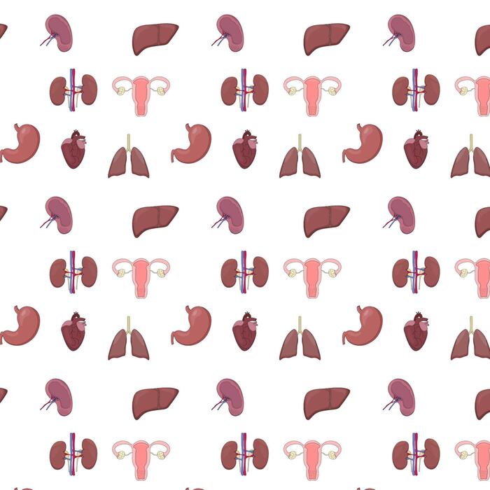 Animal Organs Vector Art, Icons, and Graphics for Free Download