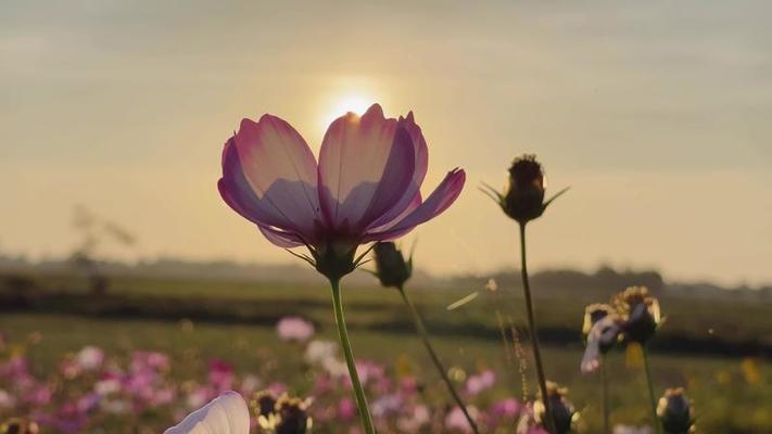 Flowers Stock Video Footage for Free Download