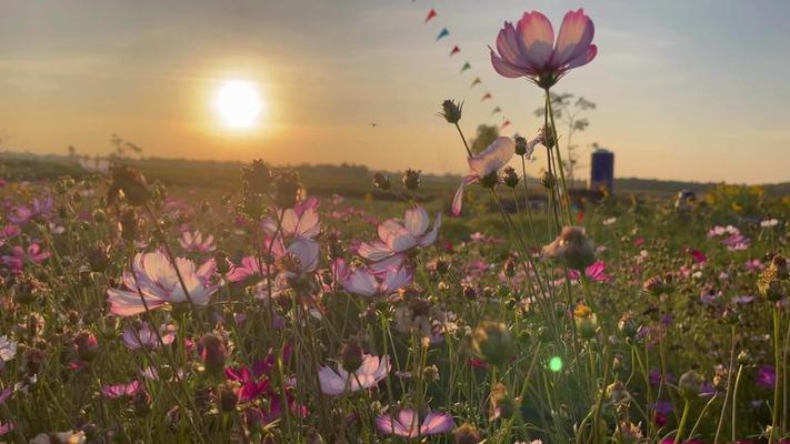 Flowers Stock Video Footage for Free Download