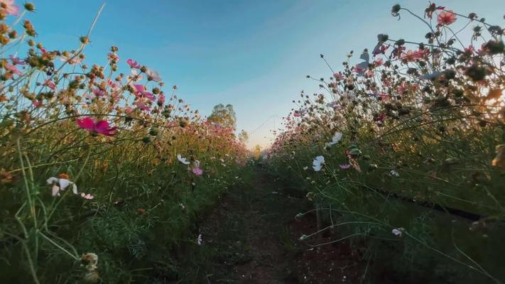 Flowers Stock Video Footage for Free Download