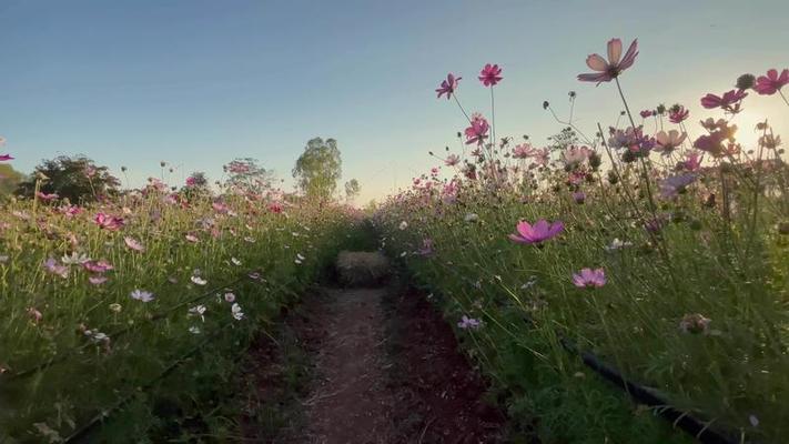 Flower Stock Video Footage for Free Download