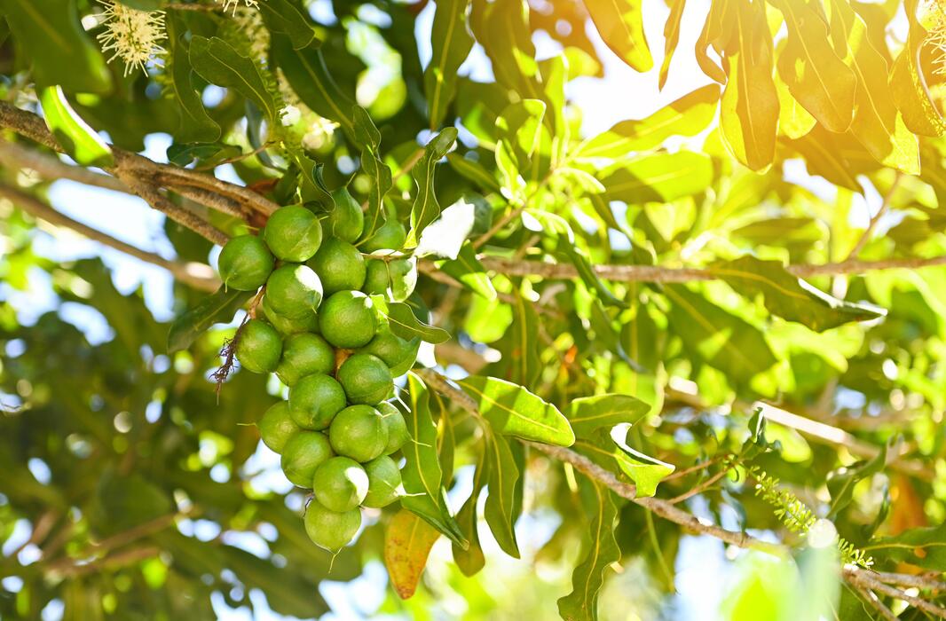 Macadamia Tree Stock Photos, Images and Backgrounds for Free Download