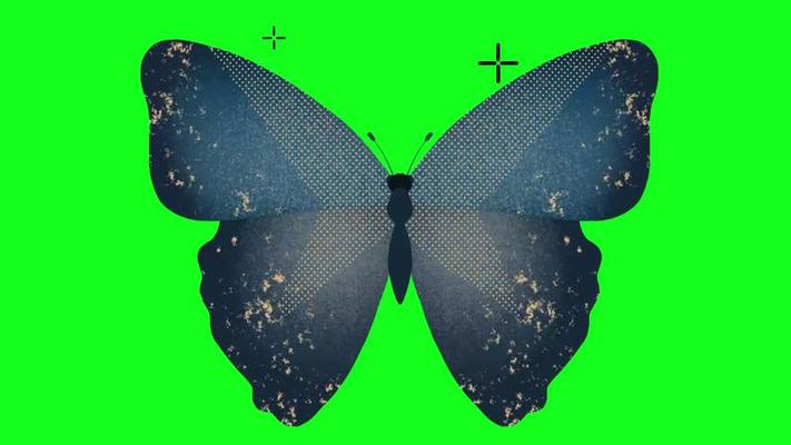 Butterfly Animation Stock Video Footage for Free Download